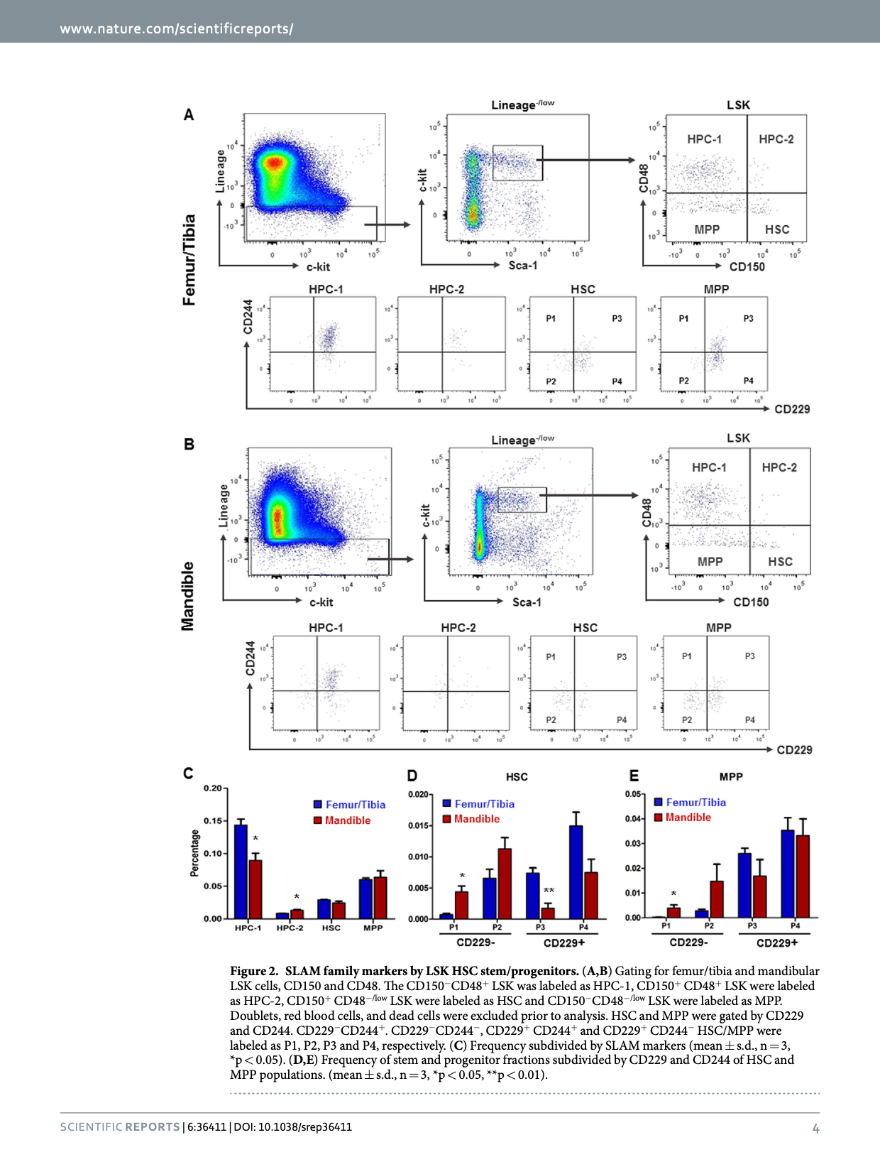 Hematopoietic Stem Cells in Neural-crest Derived Bone Marrow_医学论文_医学研究 ...